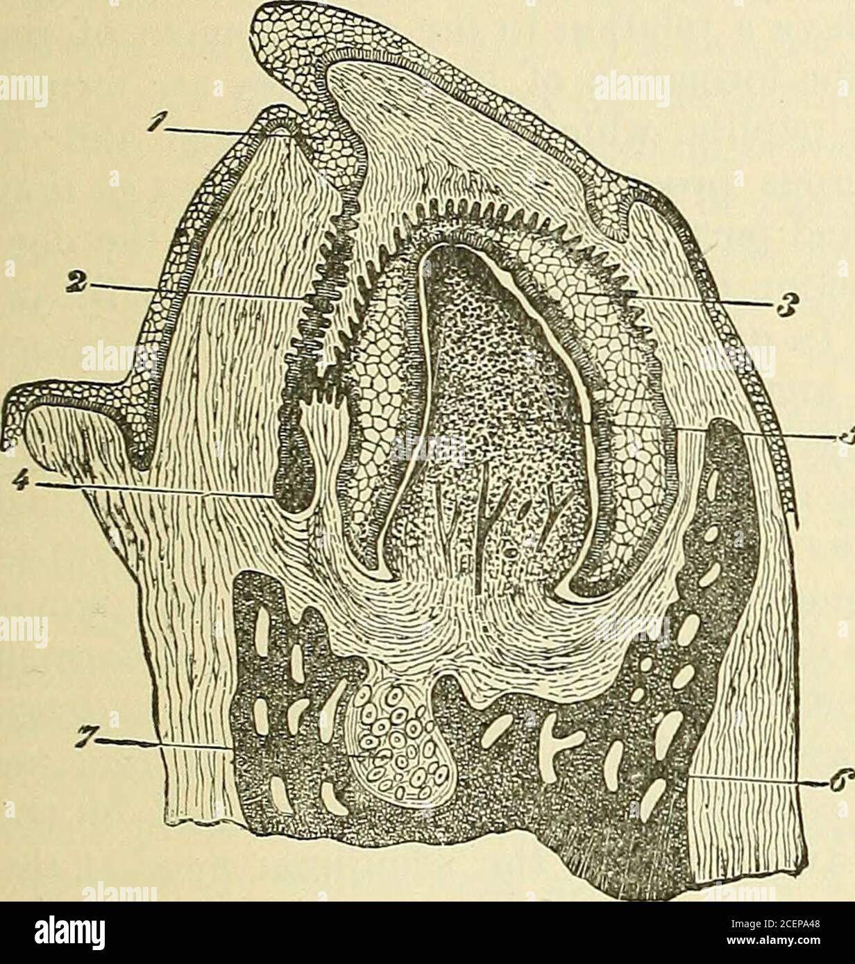 . Anatomy, descriptive and surgical. m withthe deepest layer of cells ...