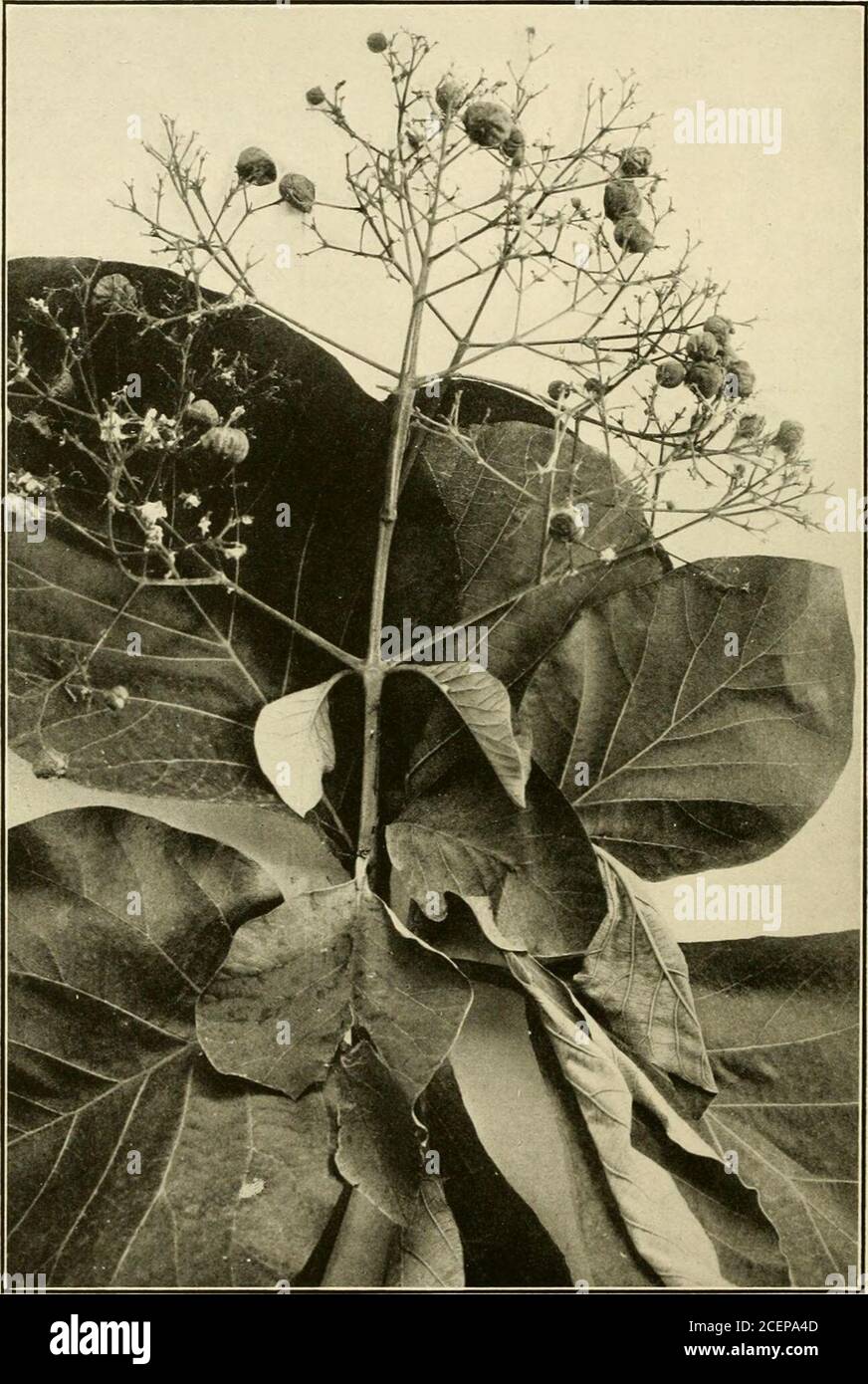 White teak trees hi-res stock photography and images - Alamy