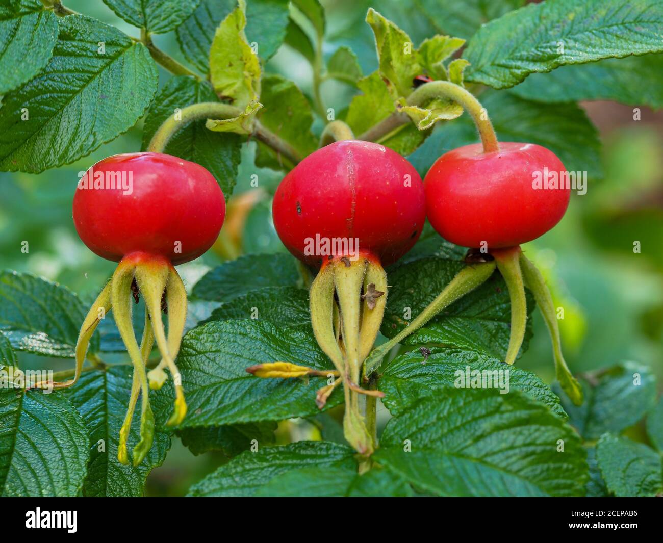 Rose bush fruit hi-res stock photography and images - Alamy