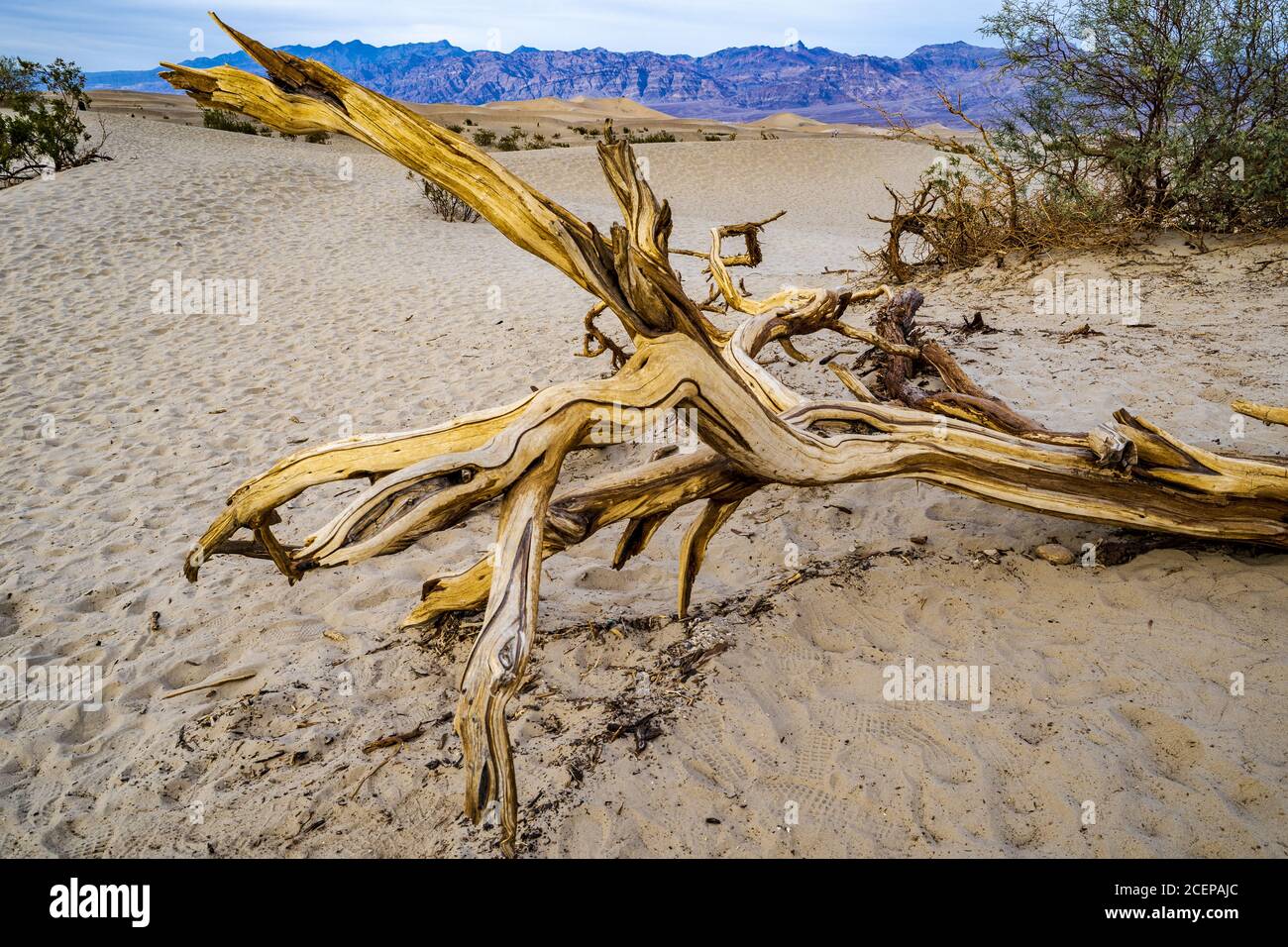 Closeup shot of a dried-up tree in the dunes of Death Valley in USA ...