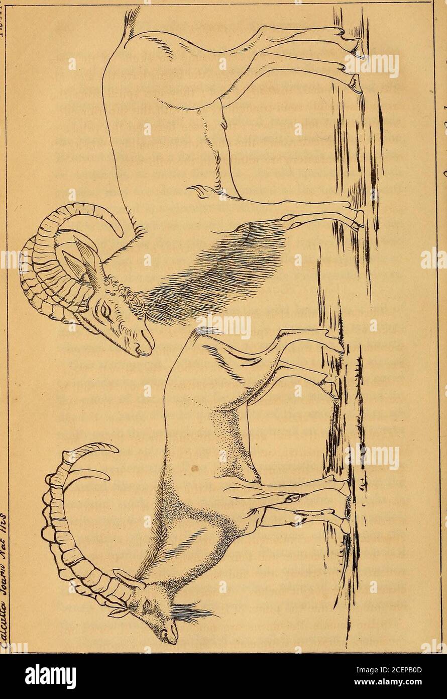 Tapering Tails High Resolution Stock Photography and Images - Alamy