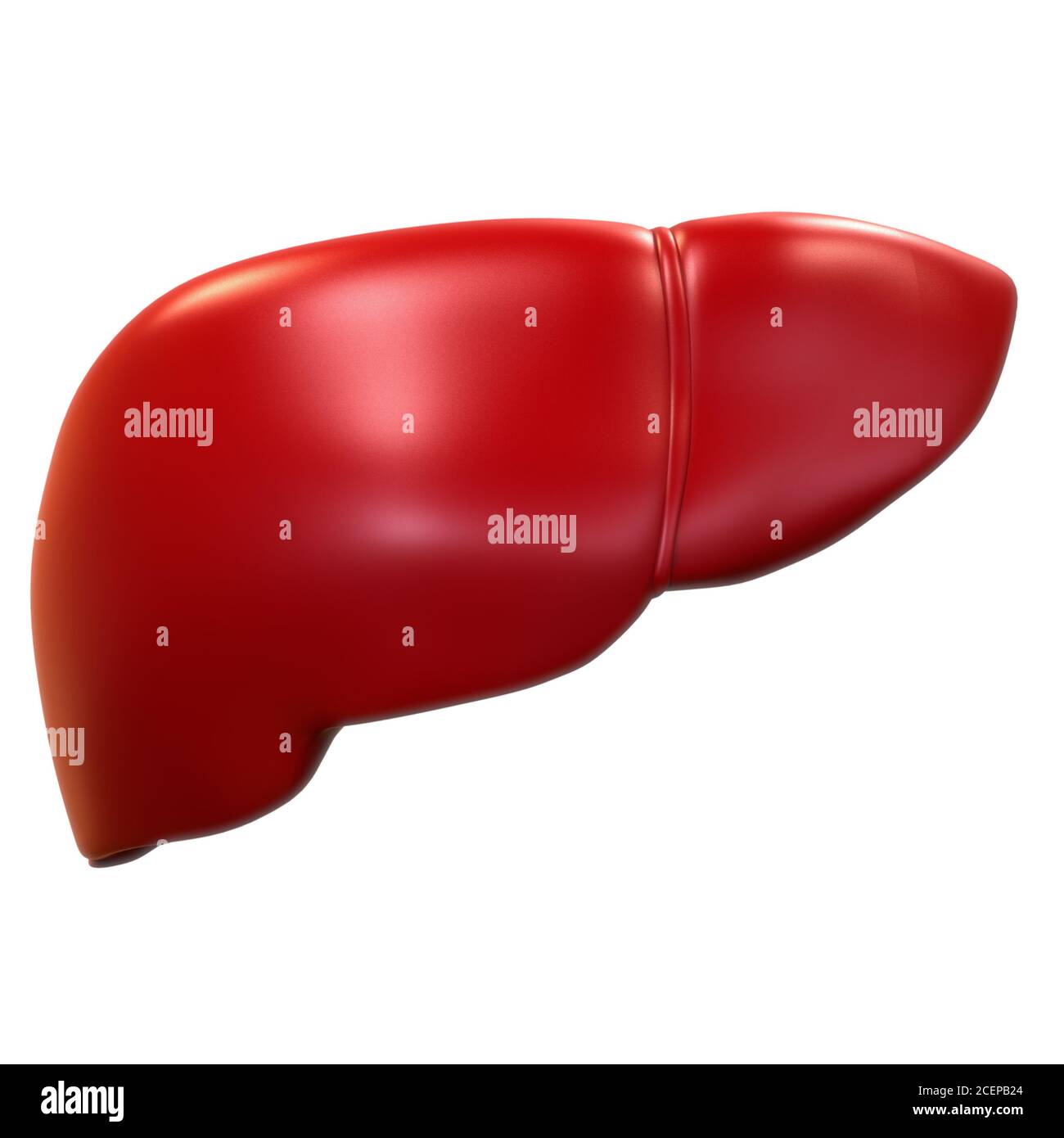 Human Internal Digestive Organ Liver Anatomy Stock Photo - Alamy