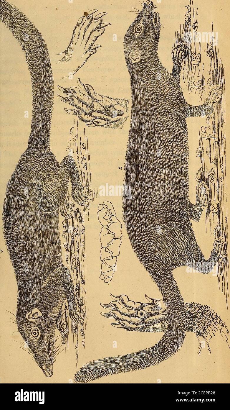 . Calcutta journal of natural history, and miscellany of the arts and ...