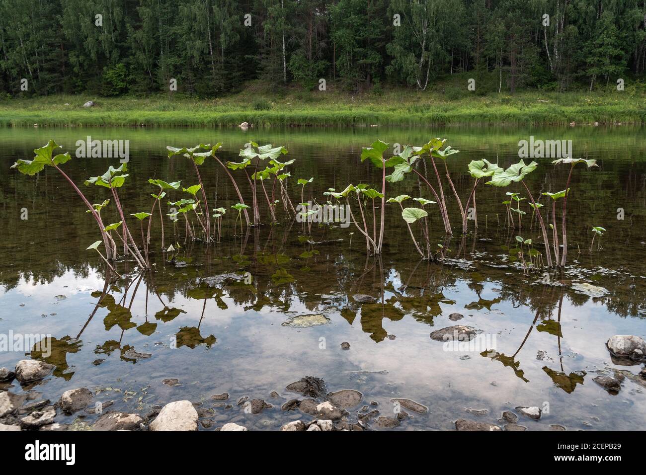 Chusovaya river. River Stock Photo - Alamy