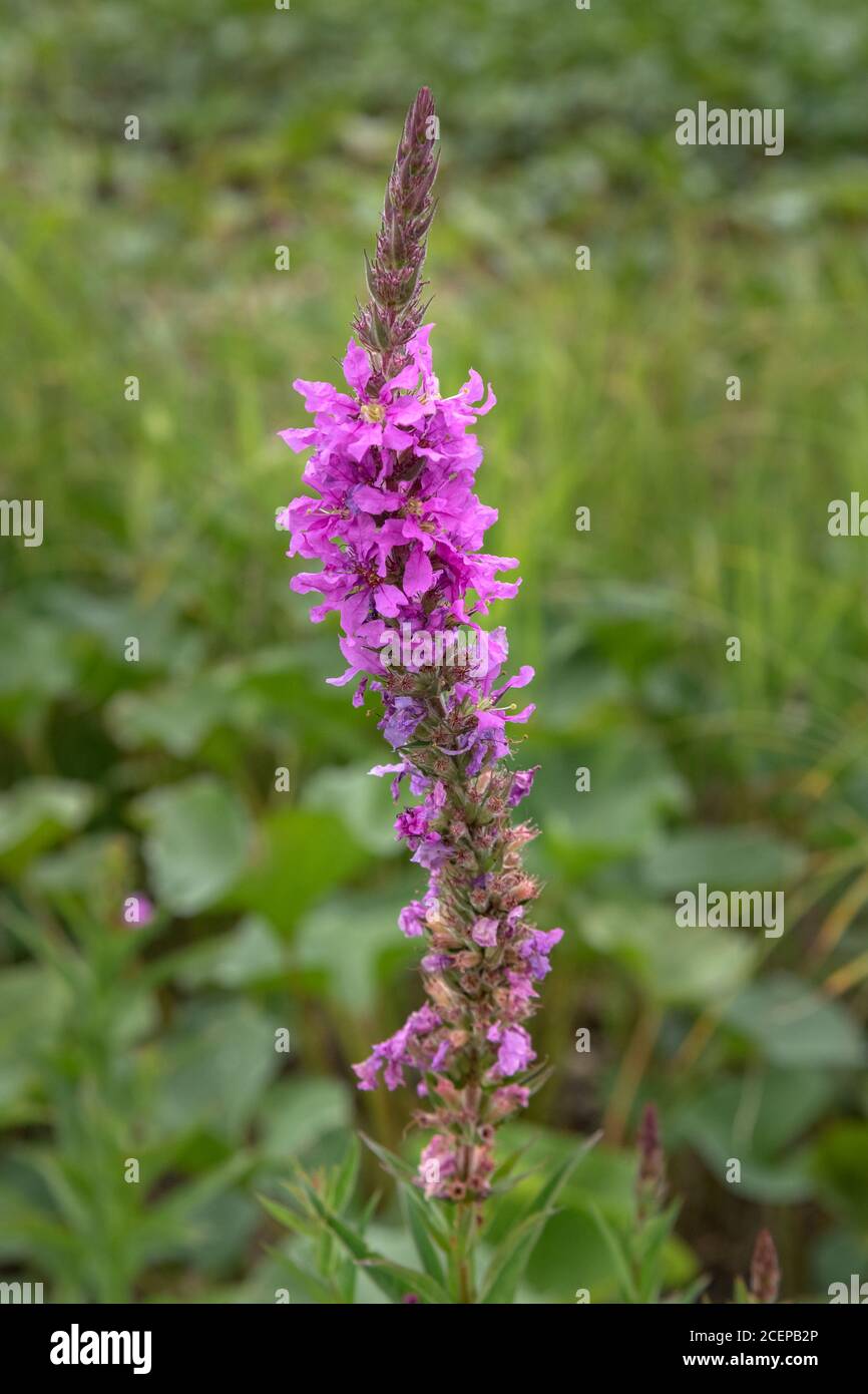 Lythrum leaf hi-res stock photography and images - Alamy