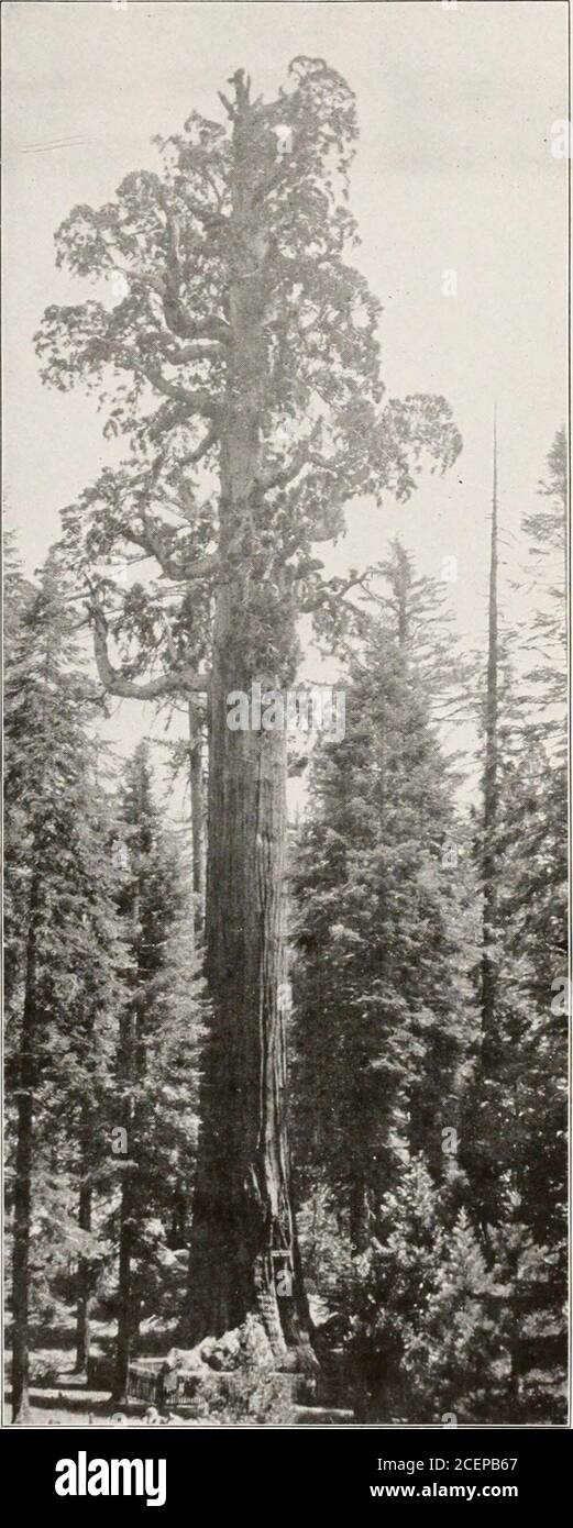Sequoia rings hi-res stock photography and images - Alamy