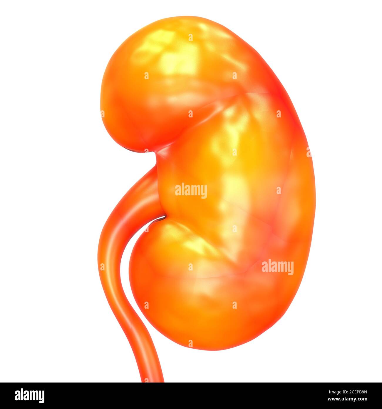 Human Urinary System Kidneys with Bladder Anatomy Stock Photo - Alamy