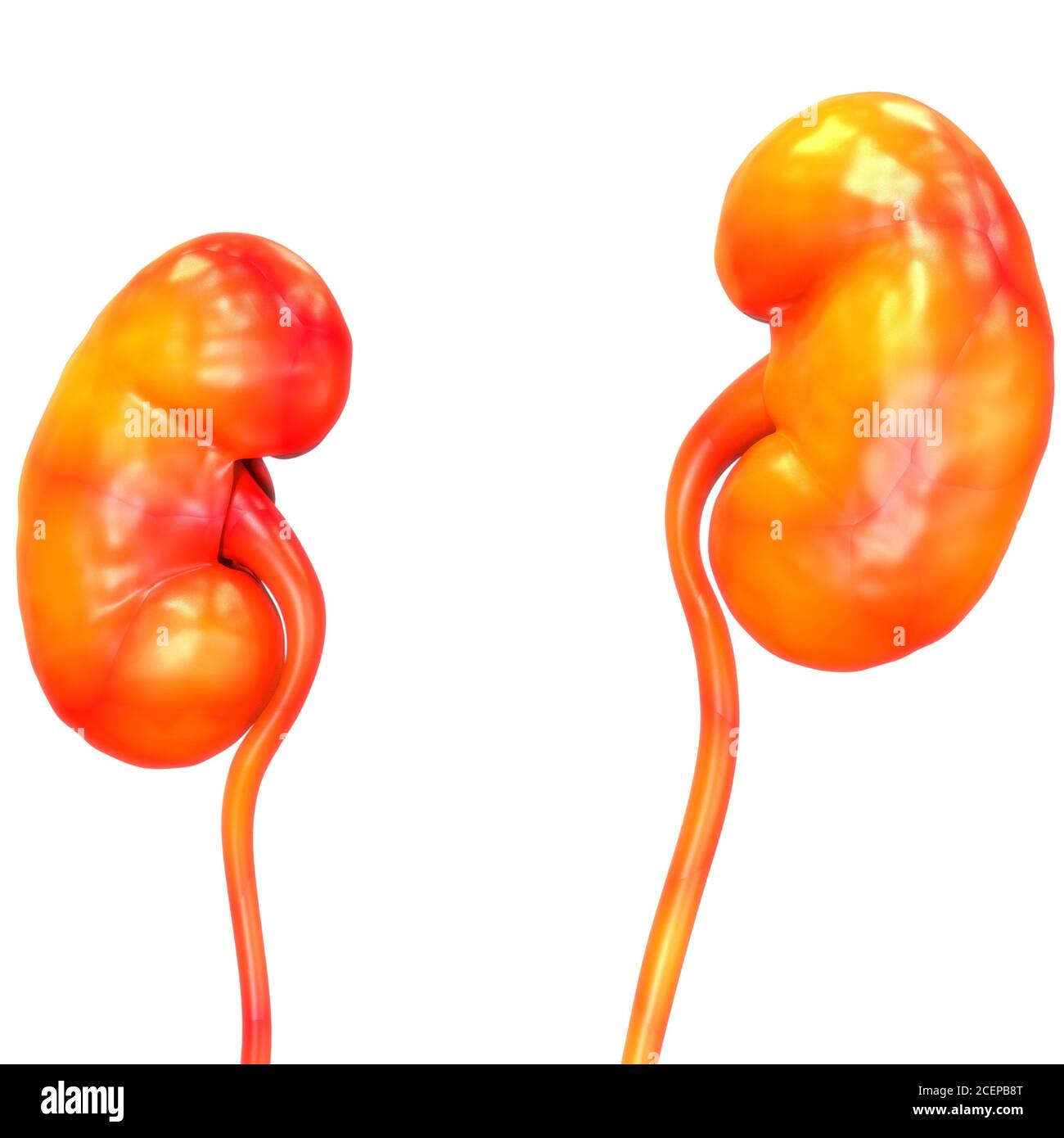 Human Urinary System Kidneys with Bladder Anatomy Stock Photo - Alamy