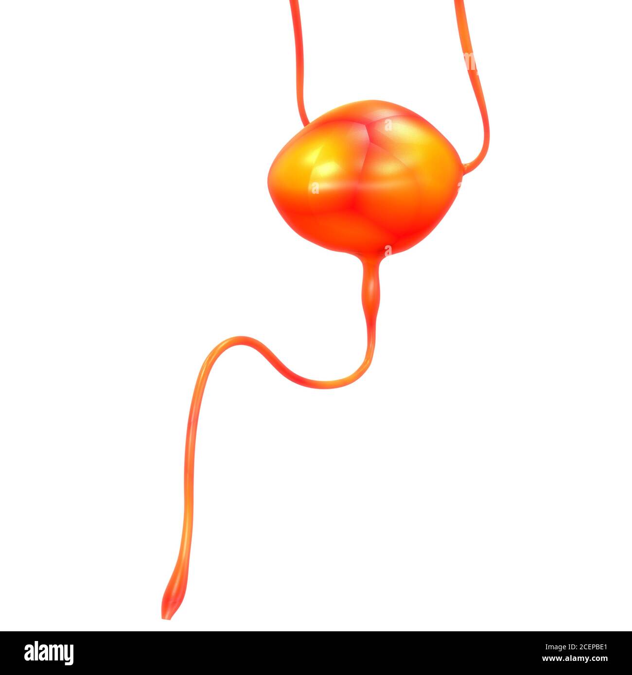 Human Urinary System Kidneys with Bladder Anatomy Stock Photo - Alamy