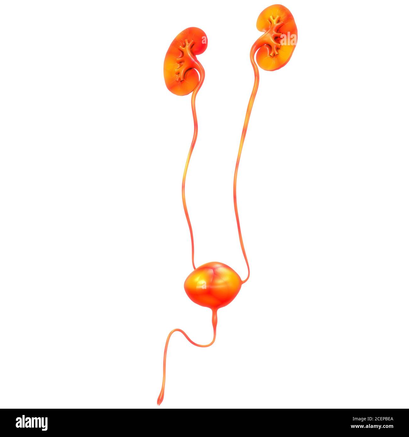 Human Urinary System Kidneys with Bladder Anatomy Stock Photo - Alamy