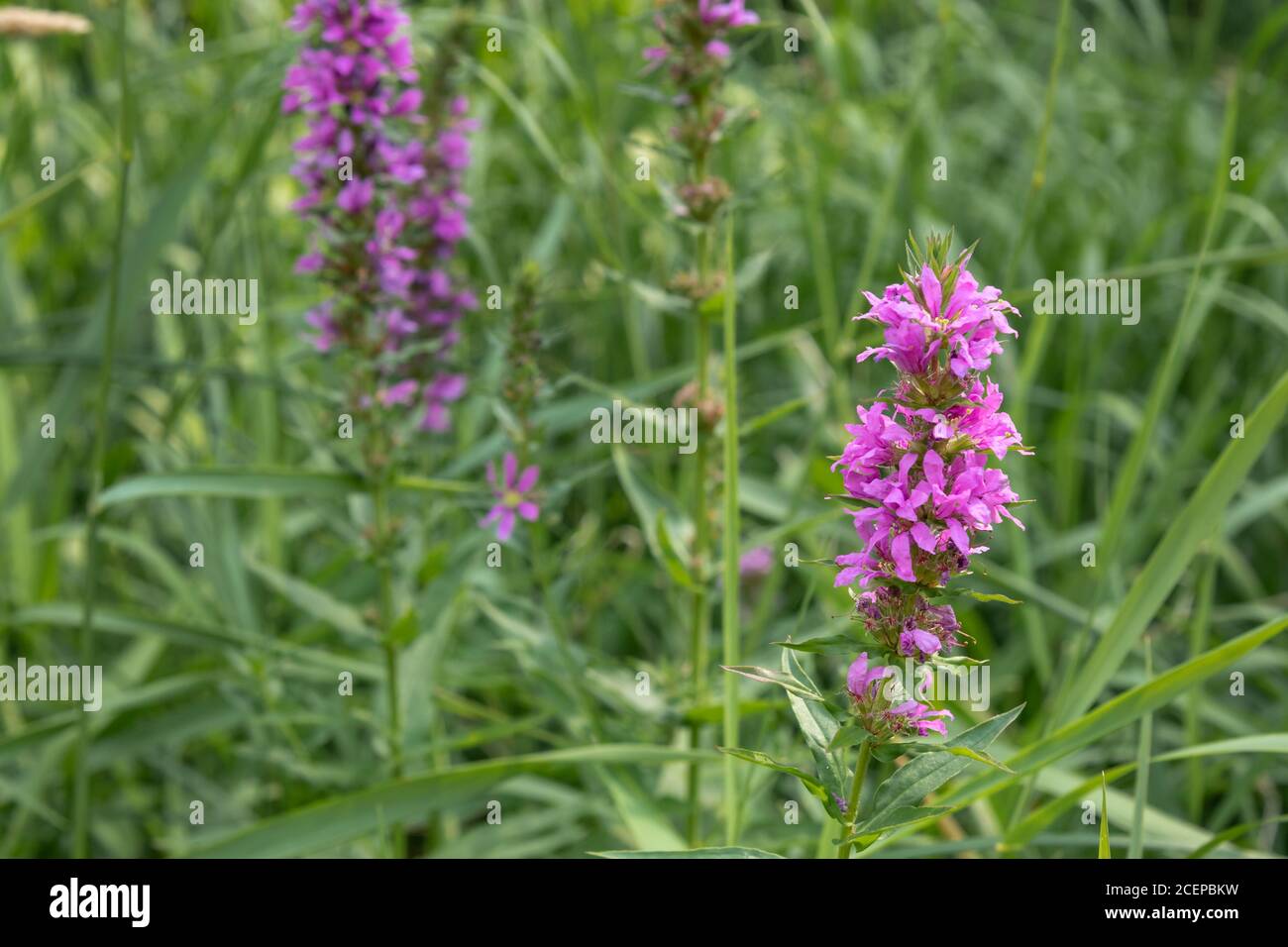 Lythrum leaf hi-res stock photography and images - Alamy