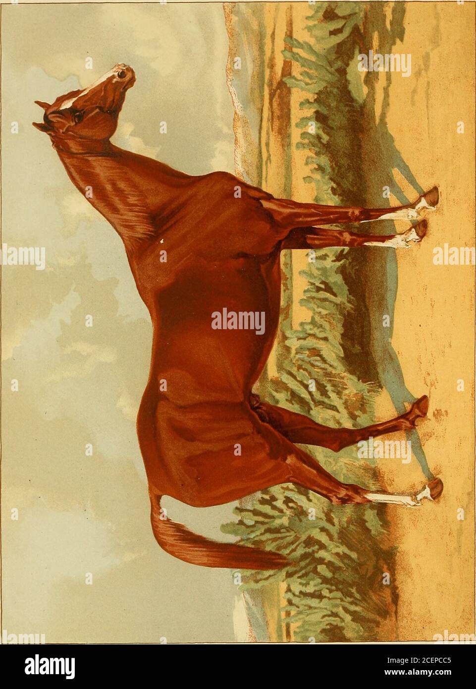 . The Arabian horse, his country and people : with portraits of typical ...