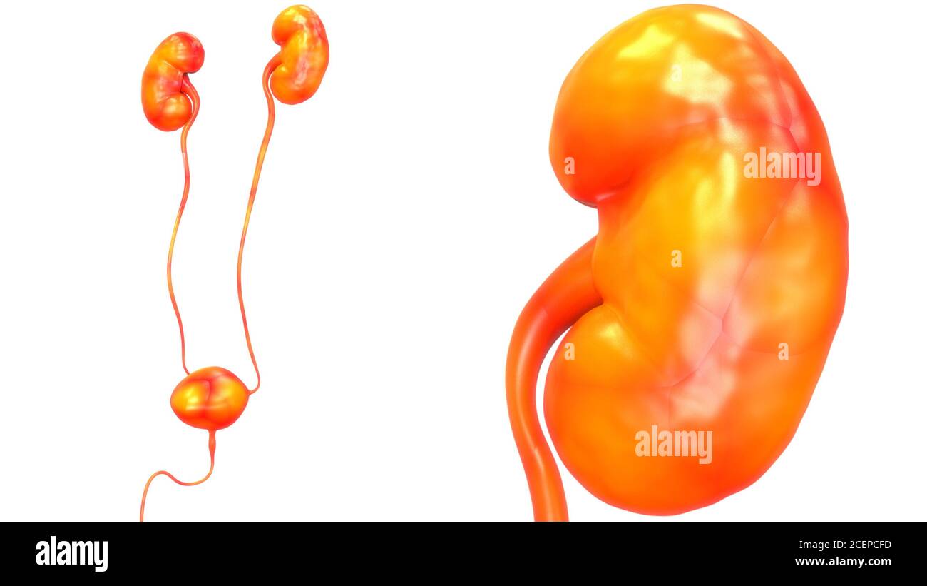 Human Urinary System Kidneys with Bladder Anatomy Stock Photo - Alamy