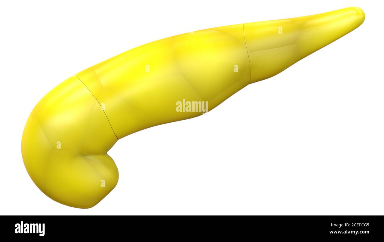 Human Internal Organ Pancreas Anatomy Stock Photo - Alamy
