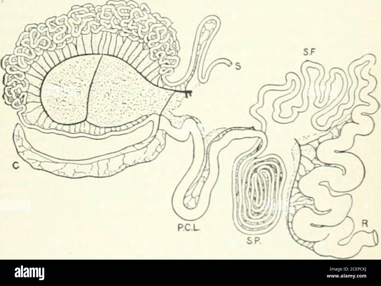 . The Encyclopædia britannica; a dictionary of arts, sciences ...