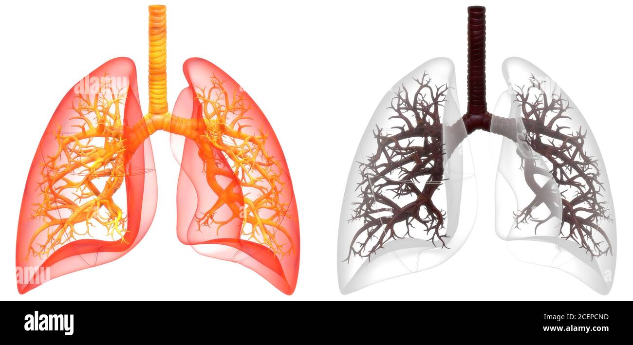 Human Respiratory System Lungs Anatomy Stock Photo - Alamy