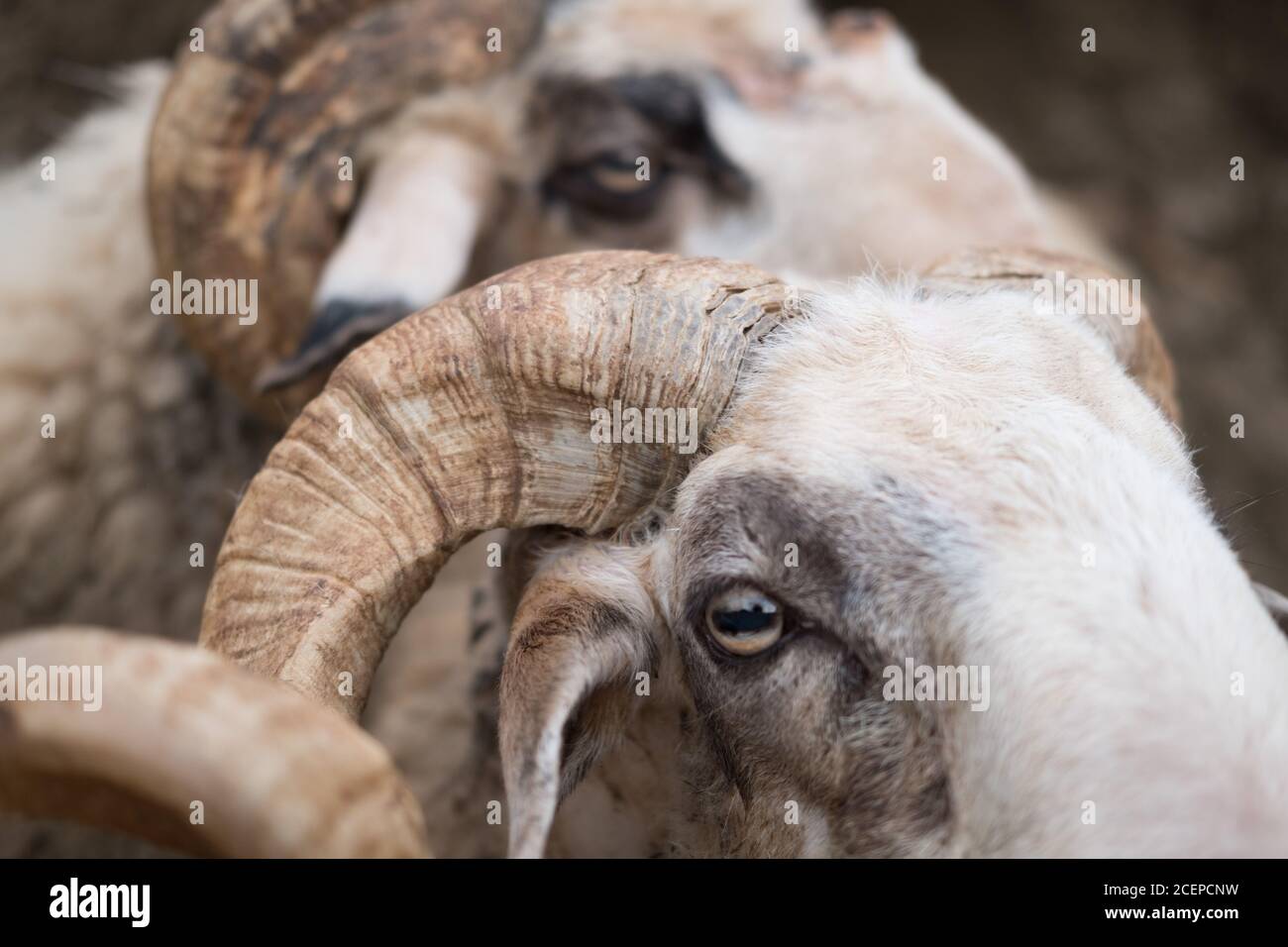 Sheep with yellow eyes hi-res stock photography and images - Alamy