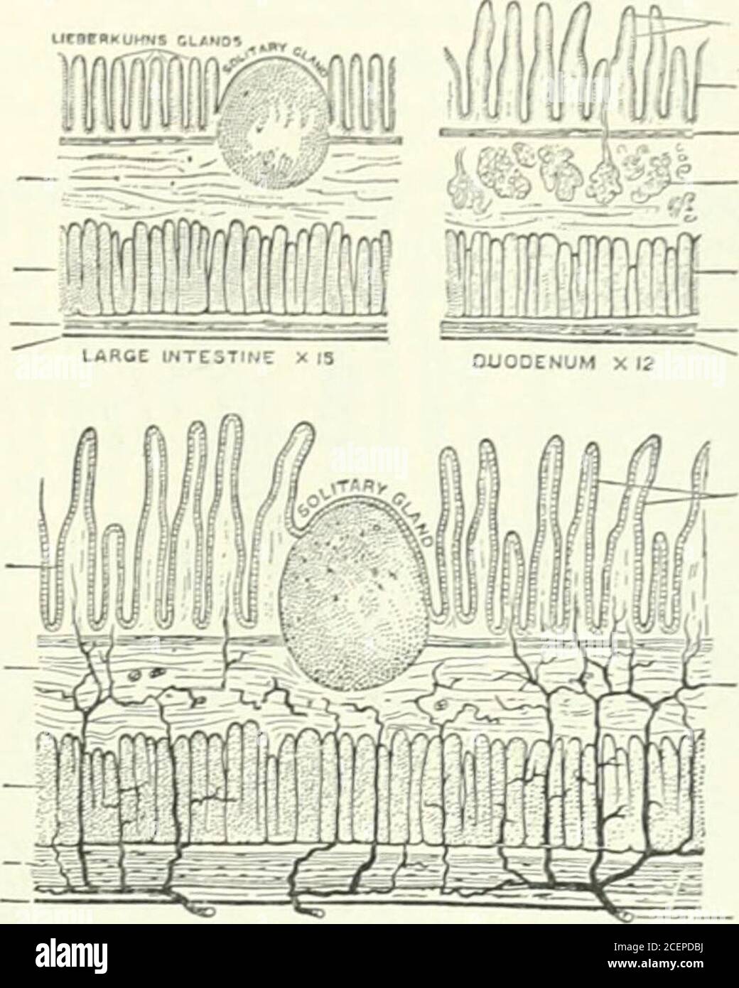 Taeniae hi-res stock photography and images - Alamy