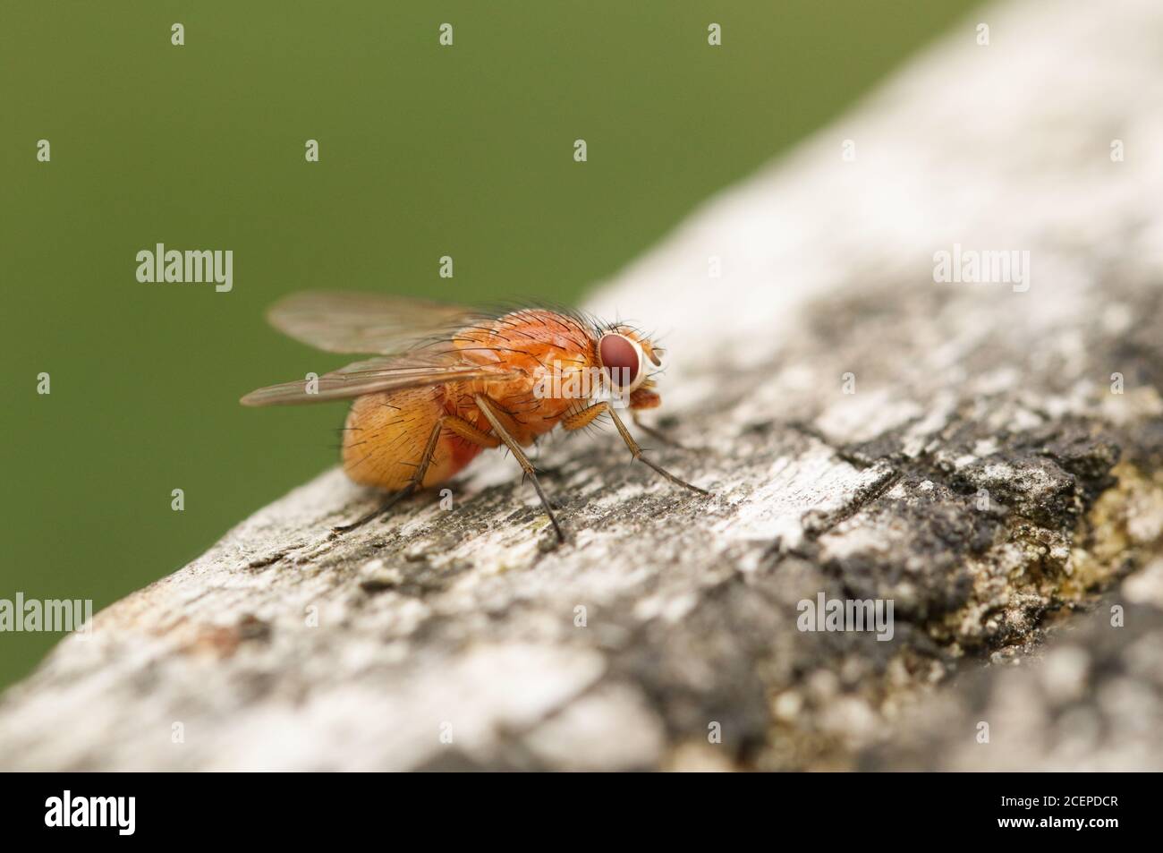 A Muscidae or House fly, Phaonia pallida, resting on a wooden fence ...