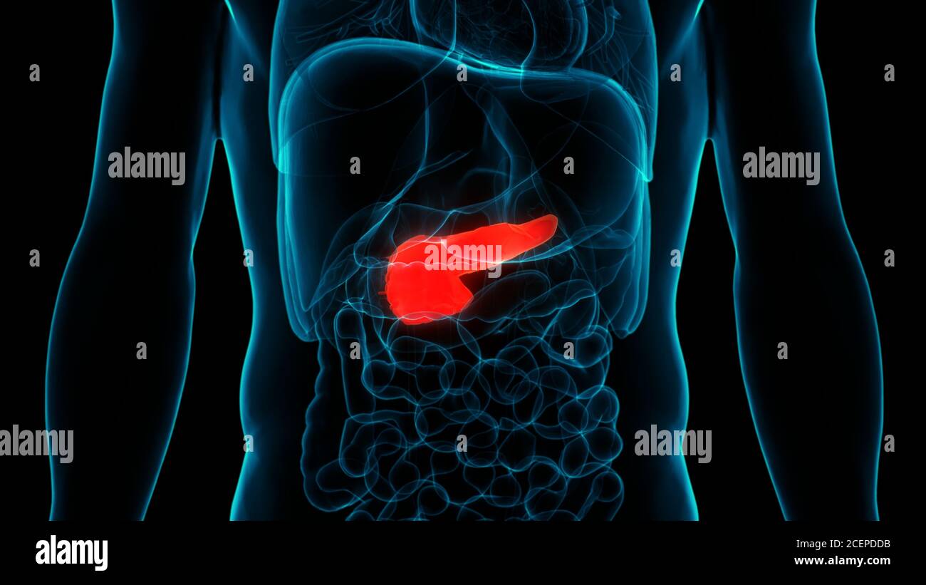 Human Internal Organ Pancreas Anatomy Stock Photo - Alamy