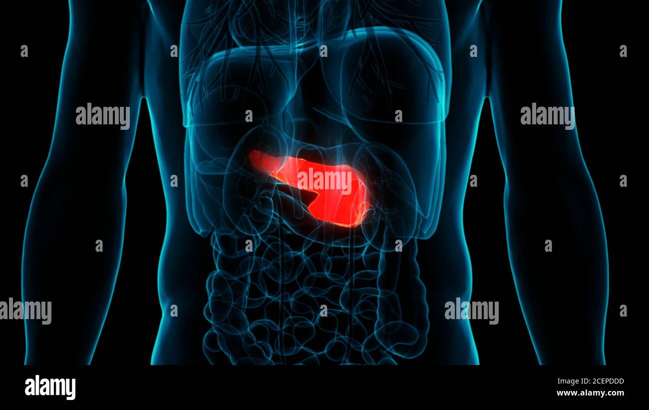 Pancreas infographic hi-res stock photography and images - Alamy