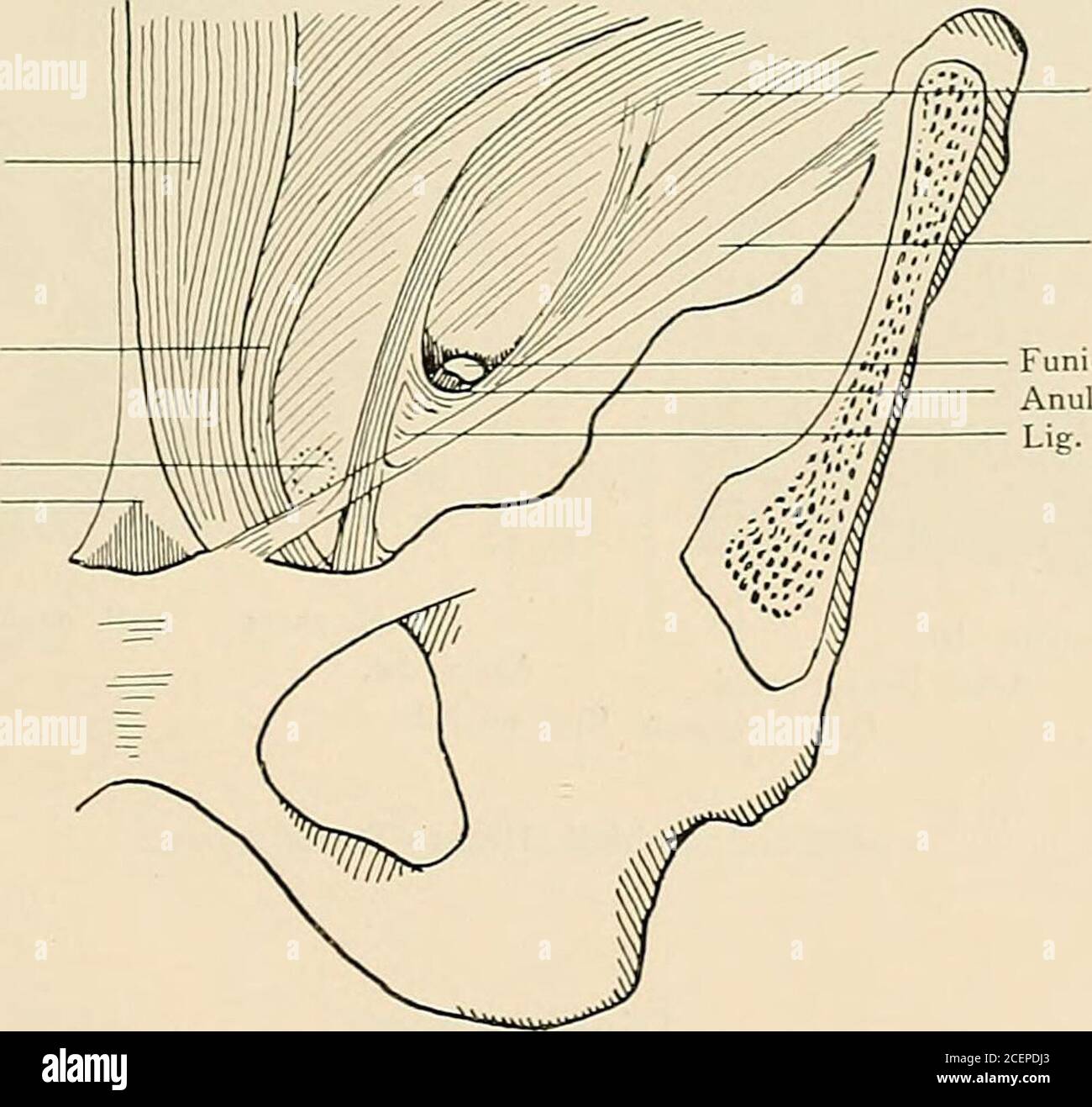 Medial plica hi-res stock photography and images - Alamy