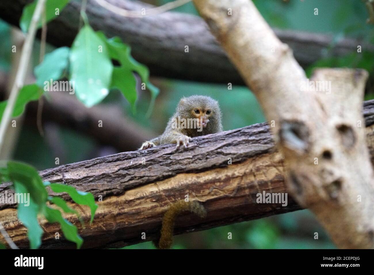 Cute small pygmy marmoset on a tree Stock Photo - Alamy