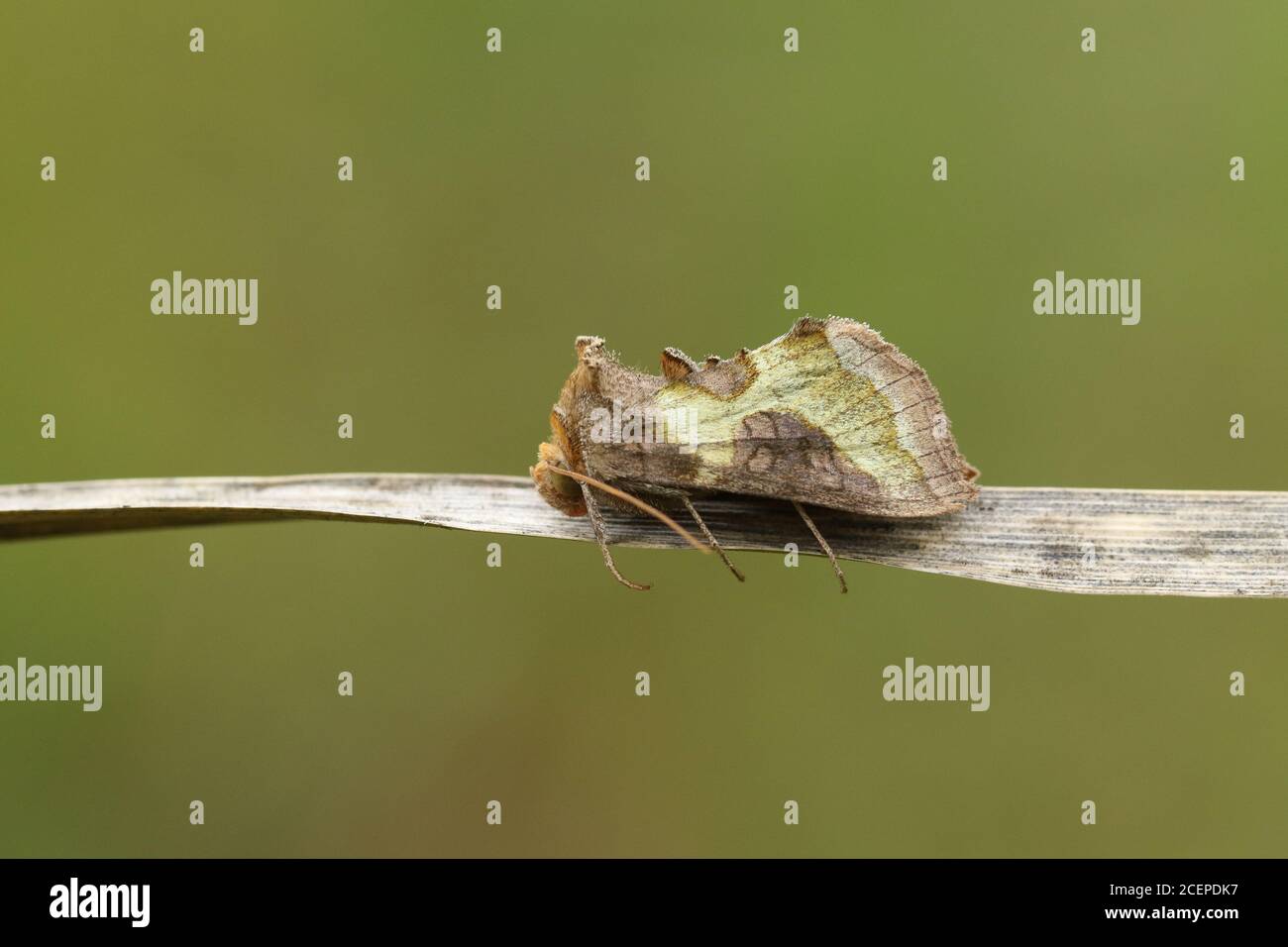 A pretty Burnished Brass Moth, Diachrysia chrysitis, resting on a reed ...