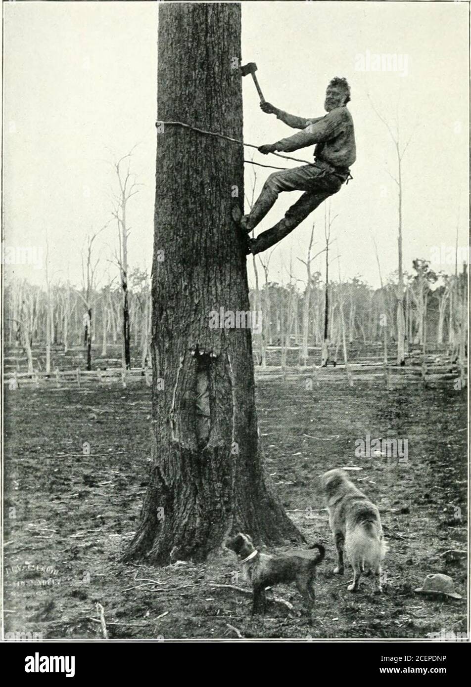 . Natives of Australia. when it was well heated, the kangarooplaced in ...