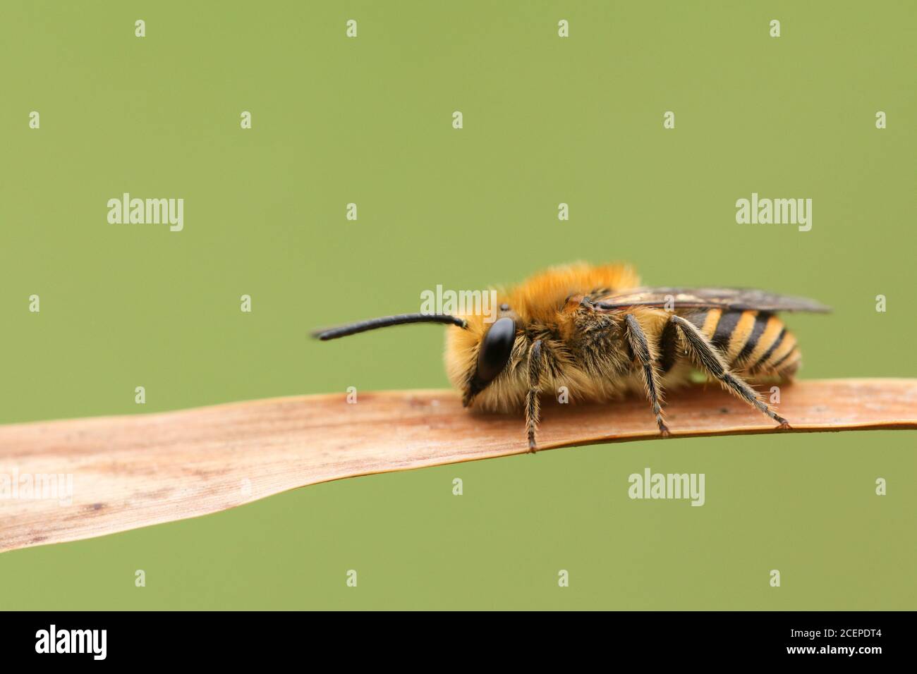 A pretty Ivy Bee, Colletes hederae, roosting on a reed Stock Photo - Alamy
