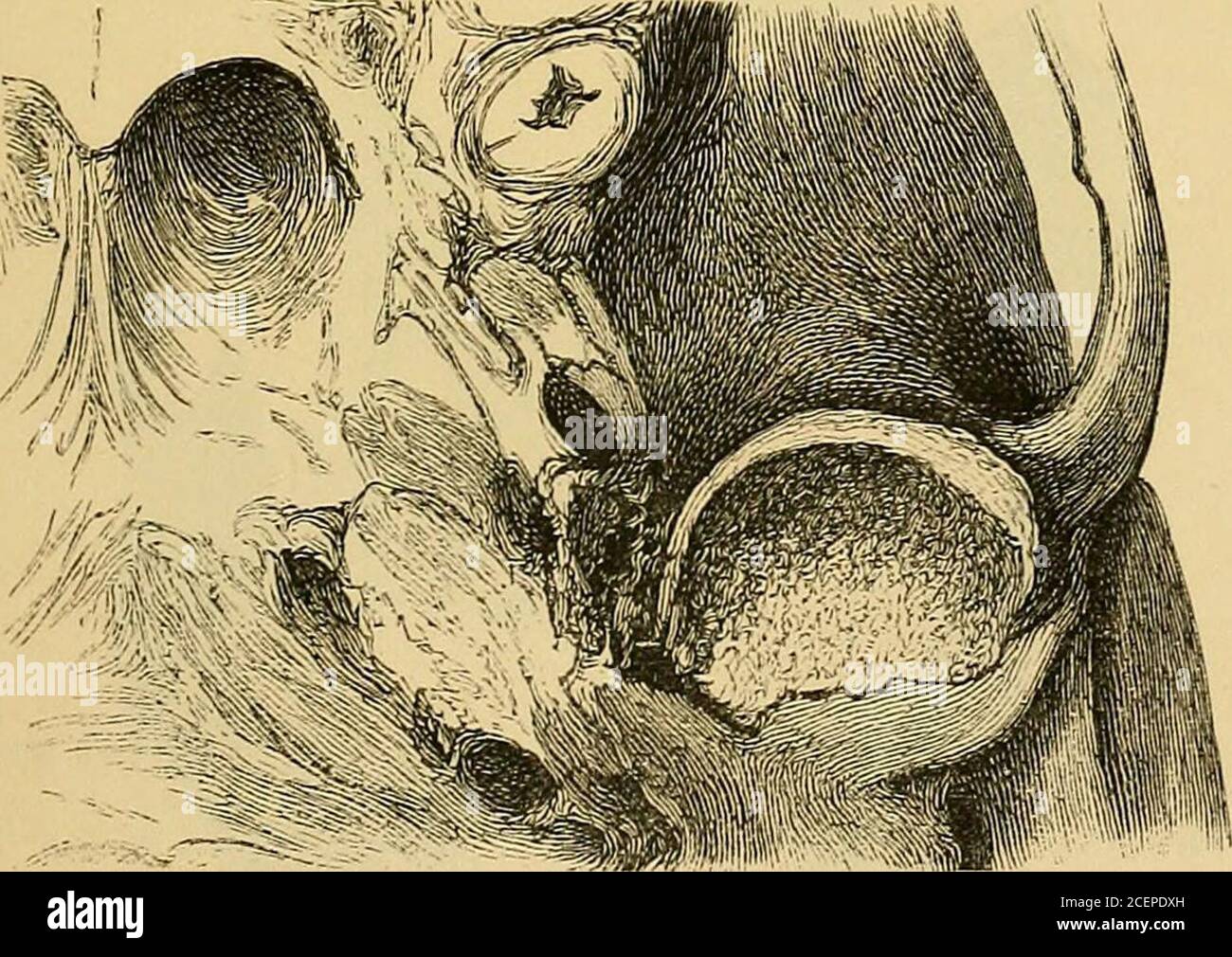 Eburnation hi-res stock photography and images - Alamy