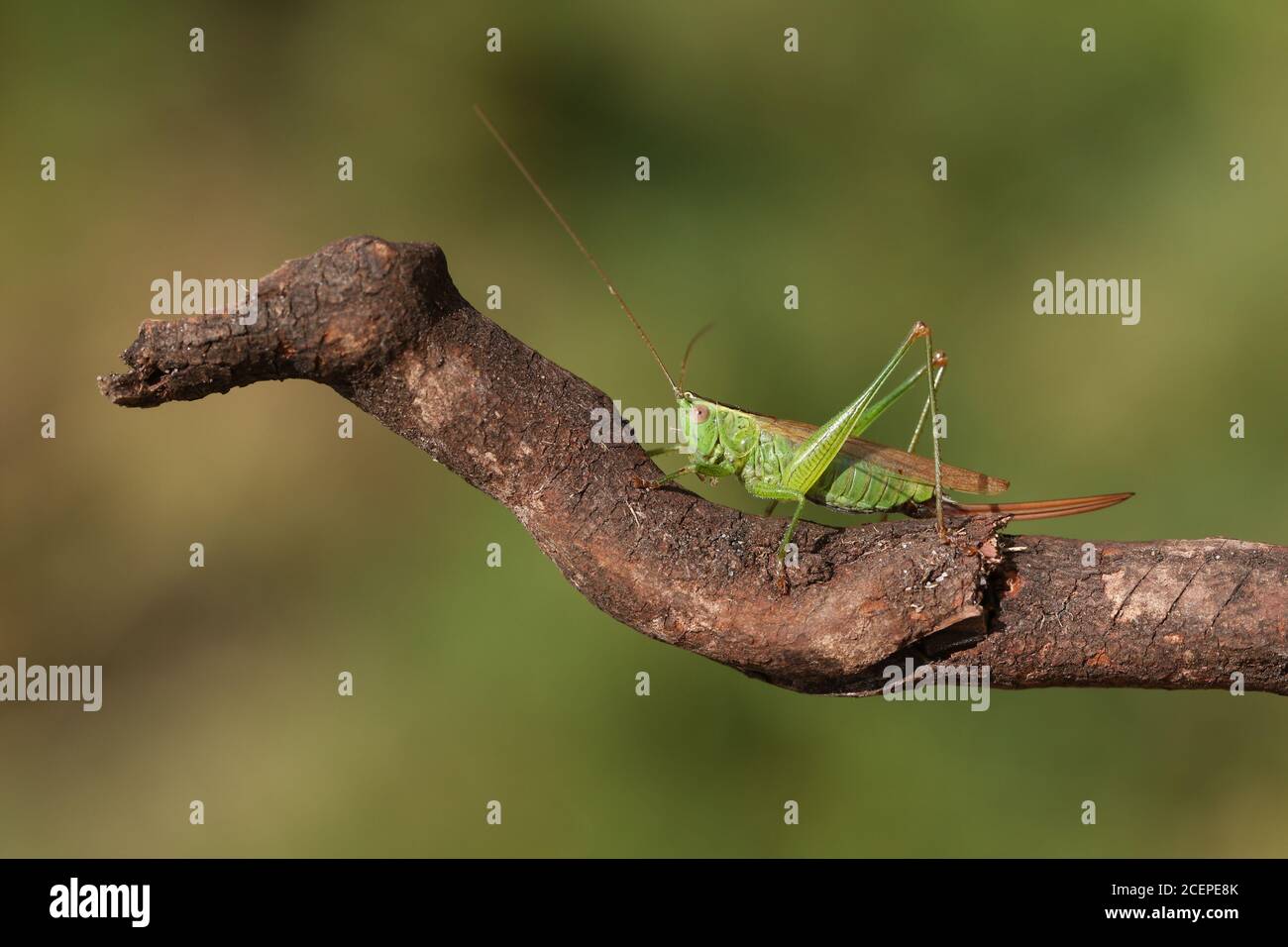 A Long-winged Conehead Cricket, Conocephalus discolor, resting on a ...
