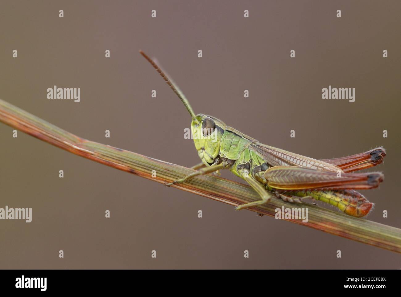 A pretty Meadow Grasshopper, Chorthippus parallelus, perching on grass ...