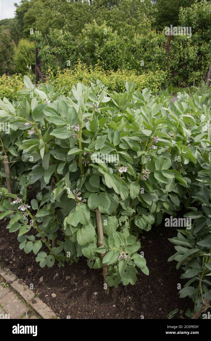 Home Grown Organic Broad Bean Plant Masterpiece Green Longpod Vicia Home Grown Organic Broad Bean Plant Masterpiece Green Longpod Vicia