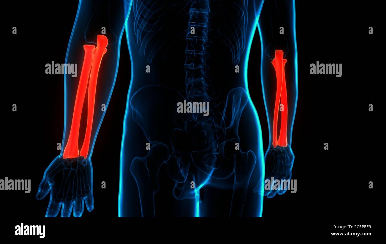 Human Skeleton System Bone Joints Anatomy Stock Photo - Alamy