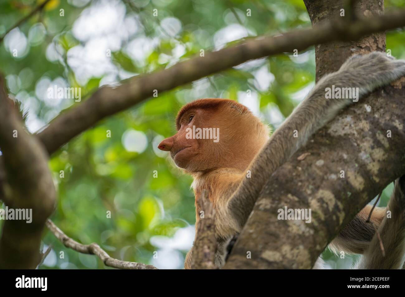 Portrait of a wild Proboscis monkey or Nasalis larvatus, in the ...