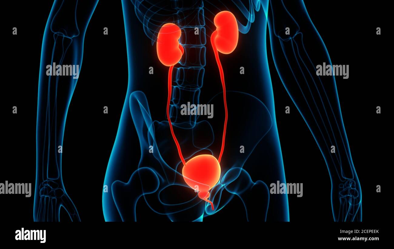 Human Urinary System Kidneys with Bladder Anatomy Stock Photo - Alamy