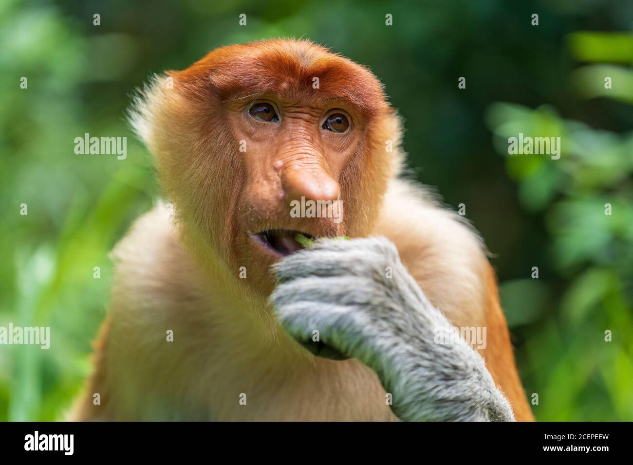 Big Nose High Resolution Stock Photography and Images - Alamy