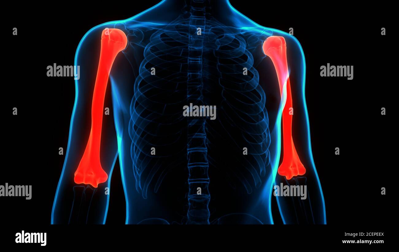 Human Skeleton System Bone Joints Anatomy Stock Photo - Alamy