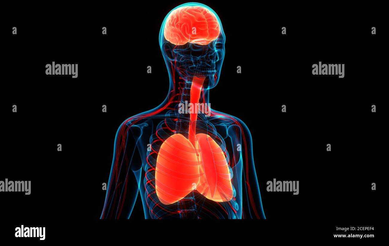 Human Internal Organs Brain with Lungs Anatomy Stock Photo - Alamy
