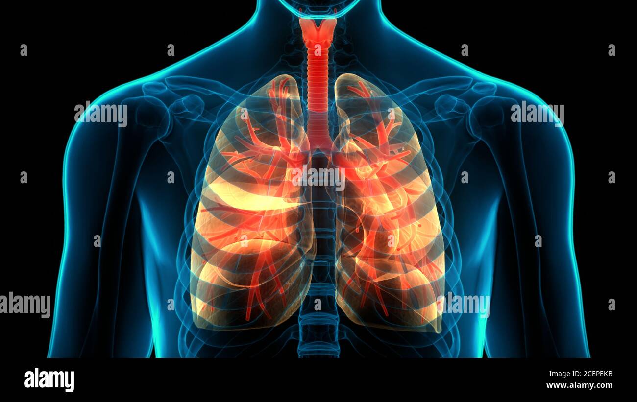 Human Respiratory System Lungs Anatomy Stock Photo - Alamy