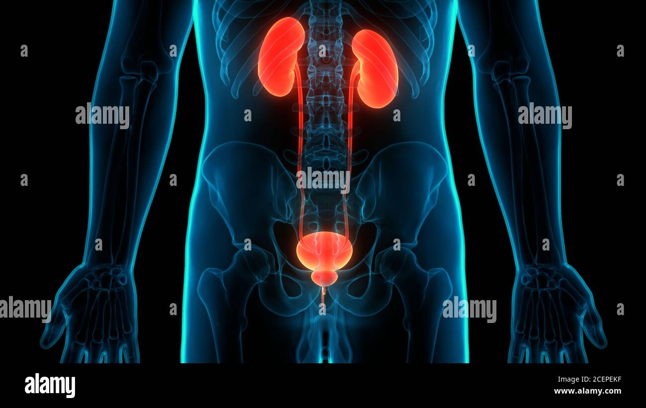 Human Urinary System Kidneys with Bladder Anatomy Stock Photo - Alamy