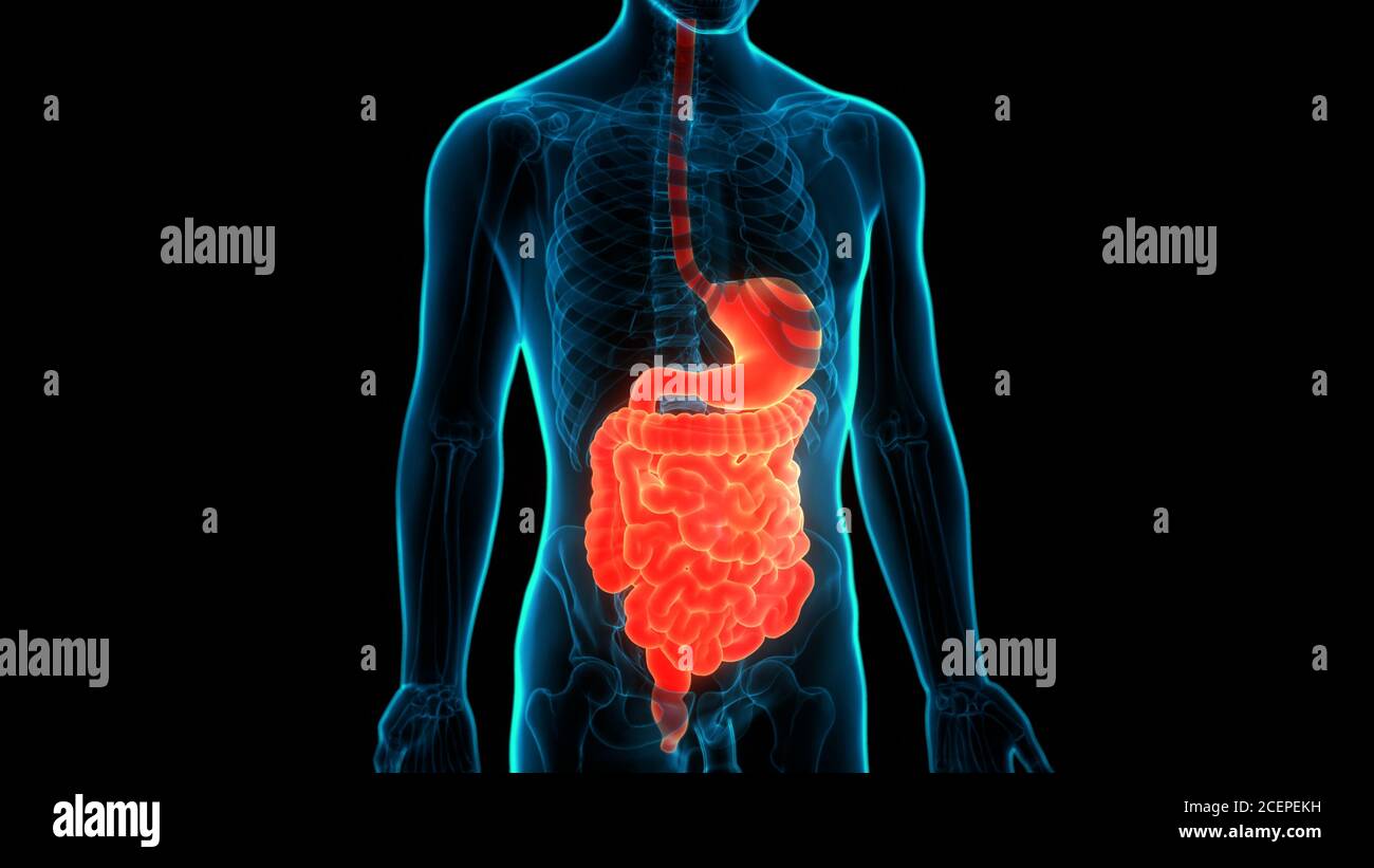 Gastroenterology xray hi-res stock photography and images - Alamy