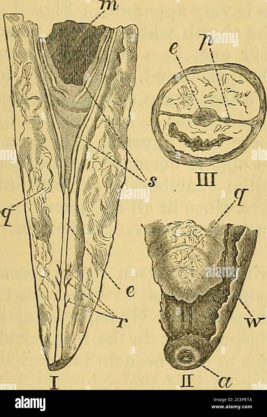 . Geological magazine. he smallest siphuncle in the collection measures ...