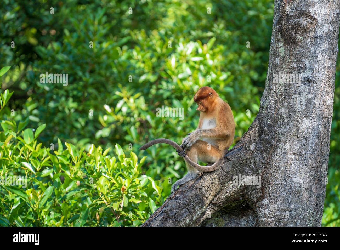 Portrait of a wild Proboscis monkey or Nasalis larvatus, in the ...