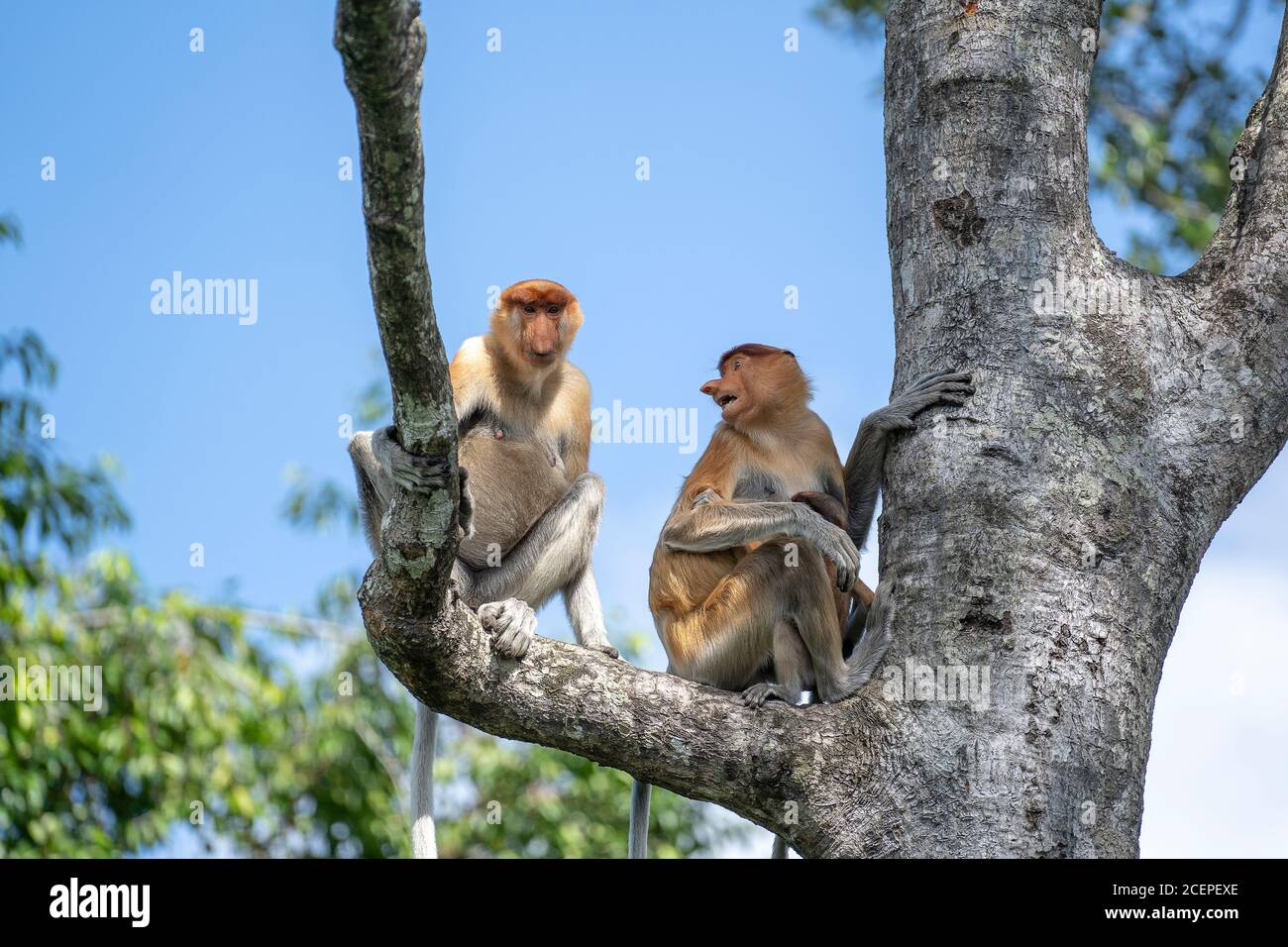 Portrait of a wild Proboscis monkey or Nasalis larvatus, in the ...