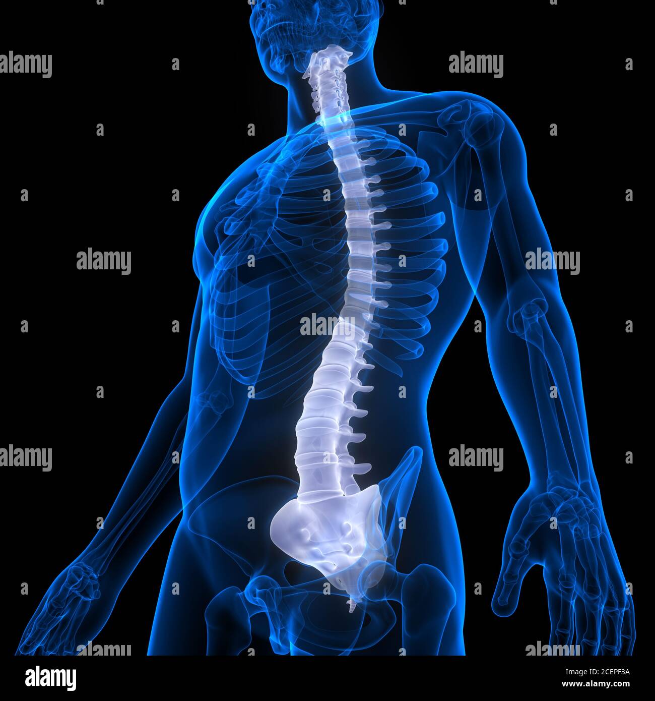 Spinal Cord Vertebral Column Of Human Skeleton System Anatomy Stock