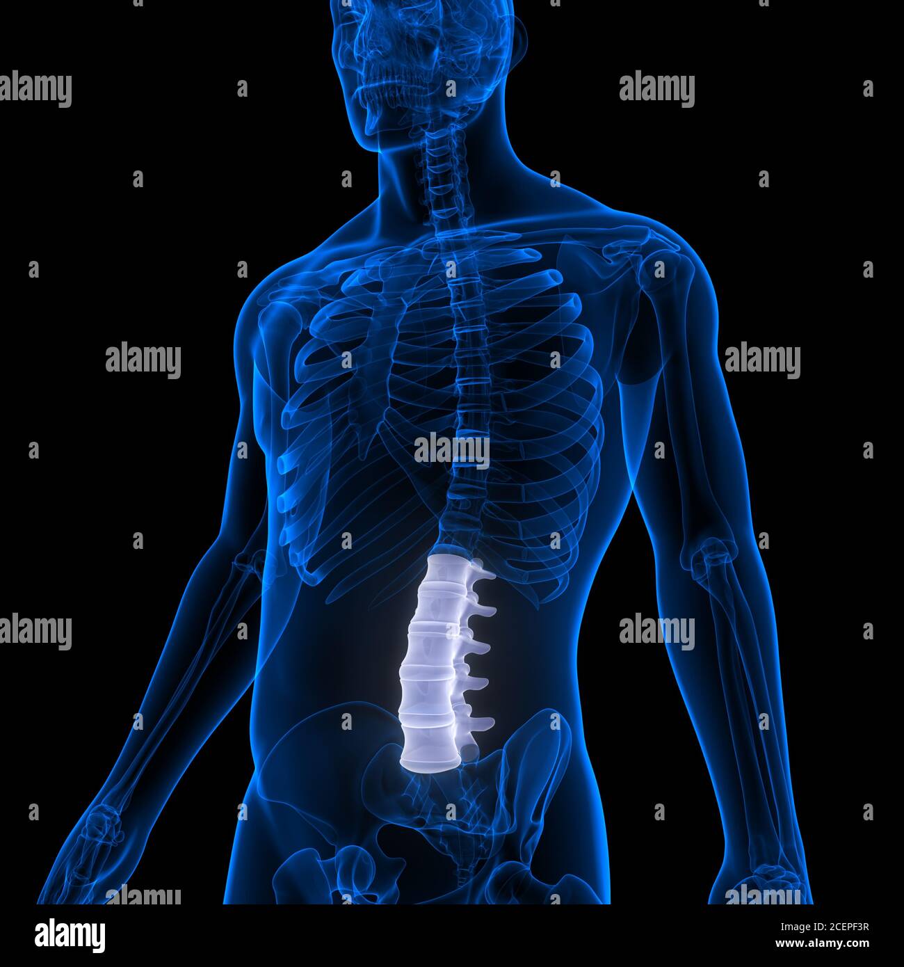 Spinal Cord Vertebral Column of Human Skeleton System Anatomy Stock ...