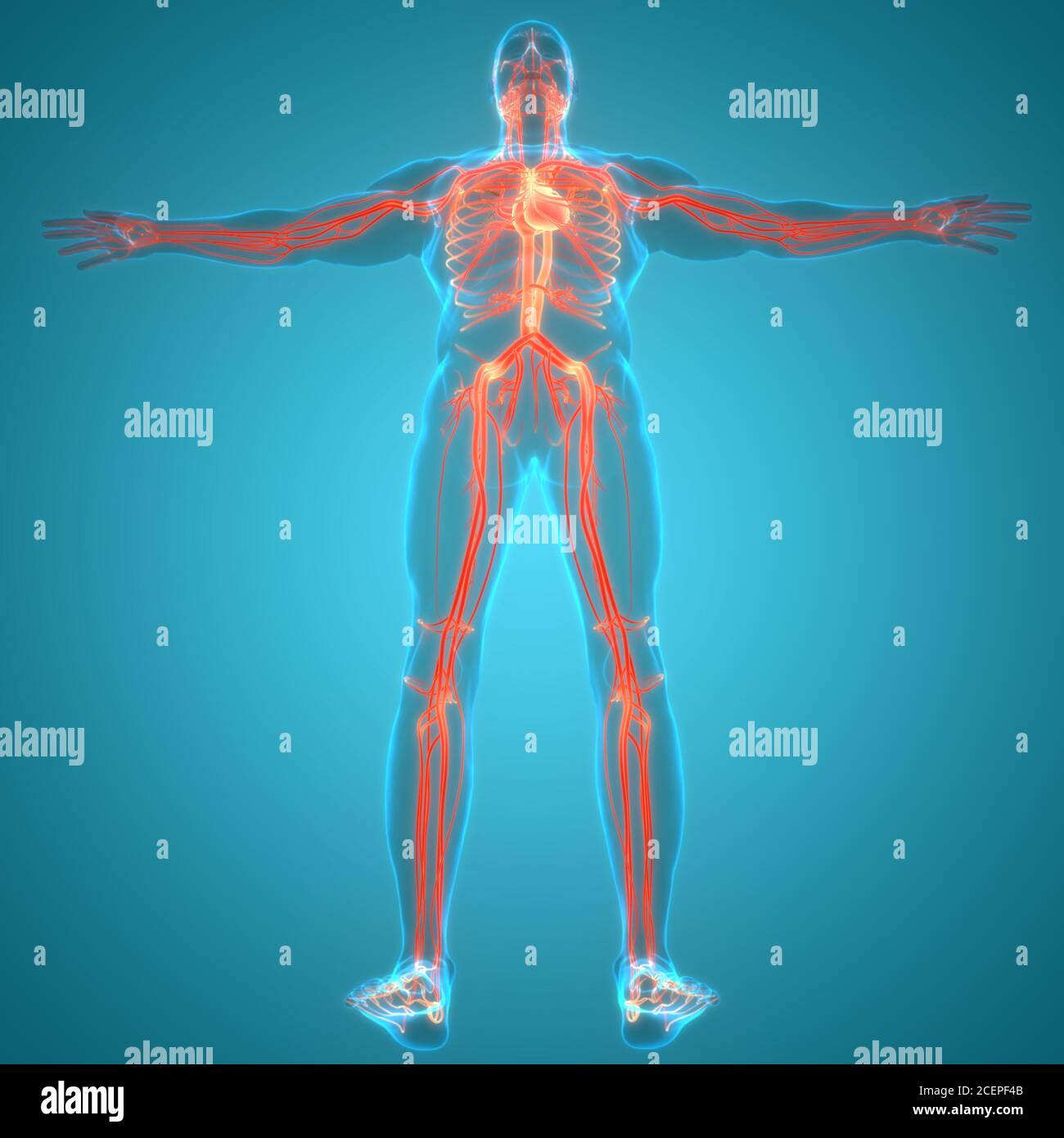 Human Circulatory System Heart Anatomy Stock Photo - Alamy