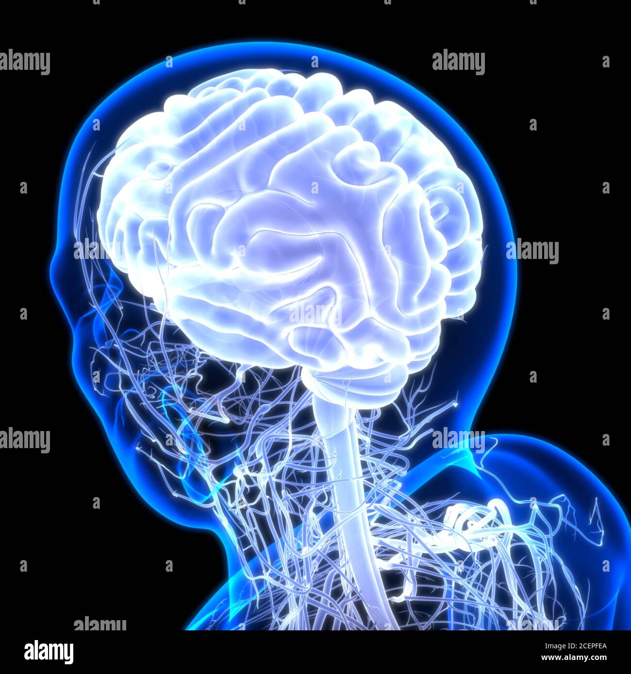 Central Organ of Human Nervous System Brain Anatomy Stock Photo - Alamy